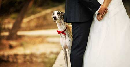 Specialized Pet Services - Roxies Pet Sitting